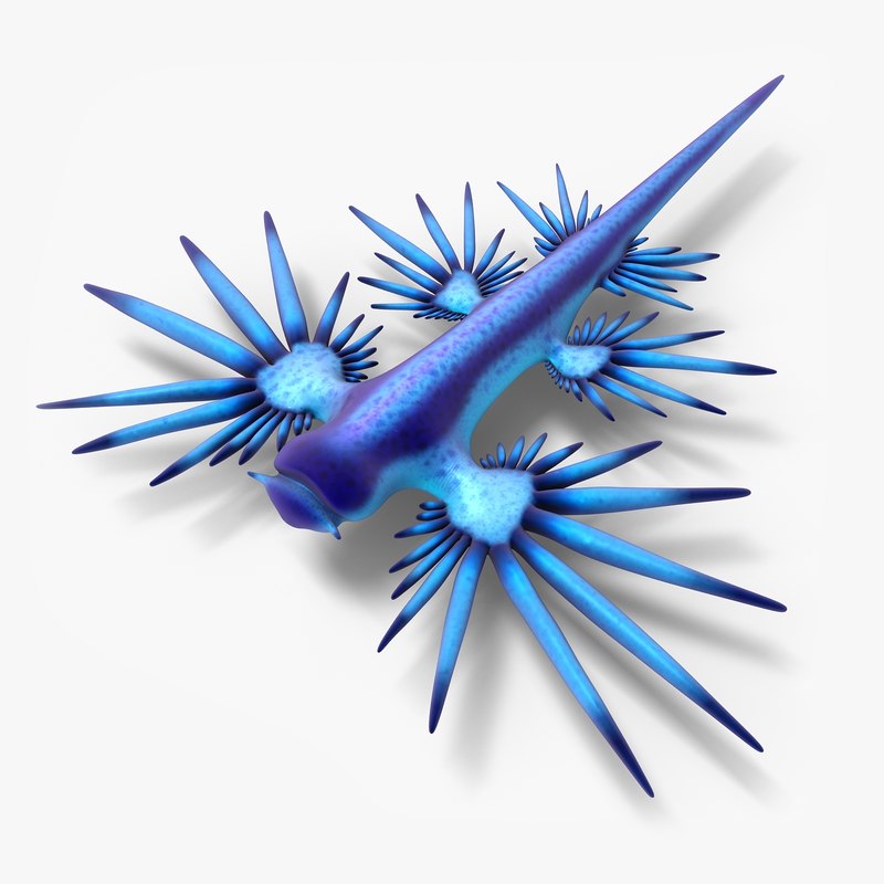 3d model glaucus atlanticus
