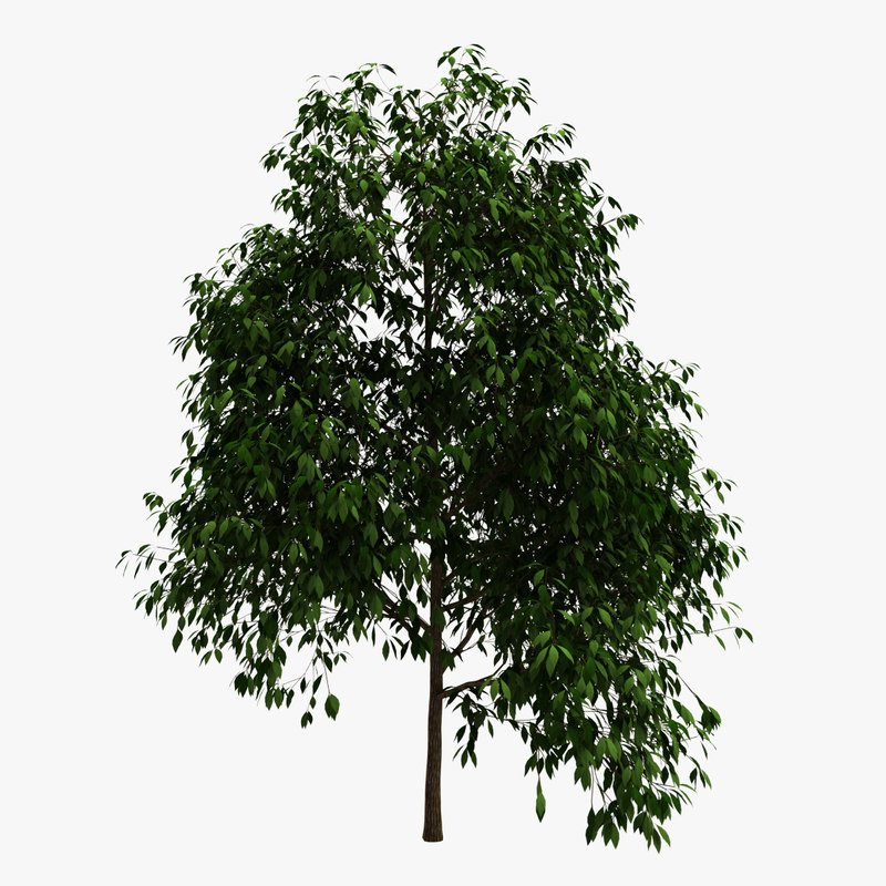 3d max tree plants