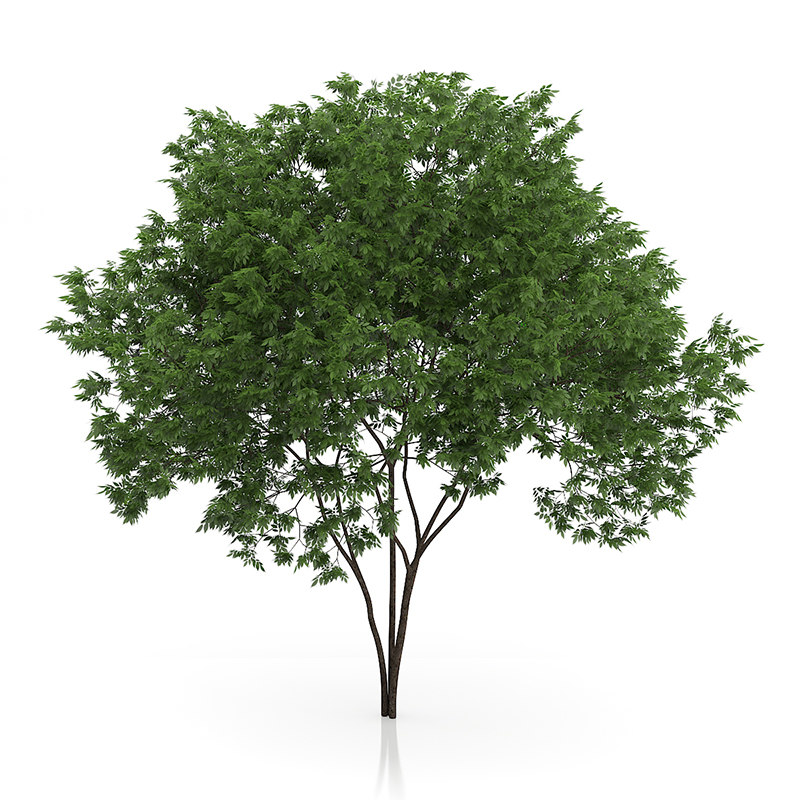 3d elderberry tree sambucus nigra