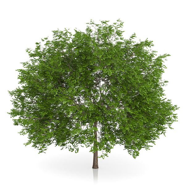 3d model staghorn sumac tree rhus