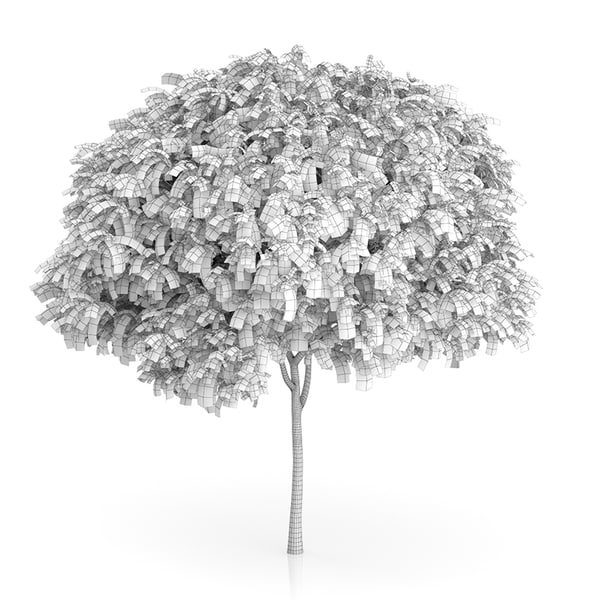 3d model staghorn sumac tree rhus