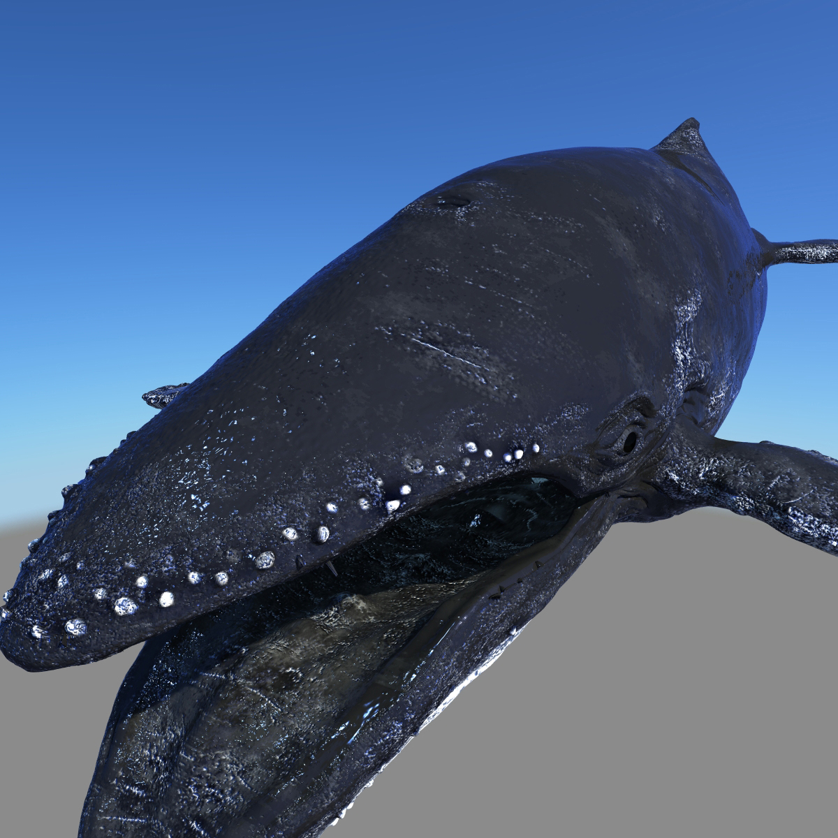 modelo 3d Ballena - TurboSquid 870999