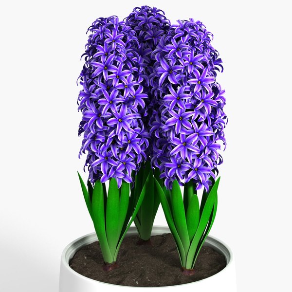 hyacinth 3d model