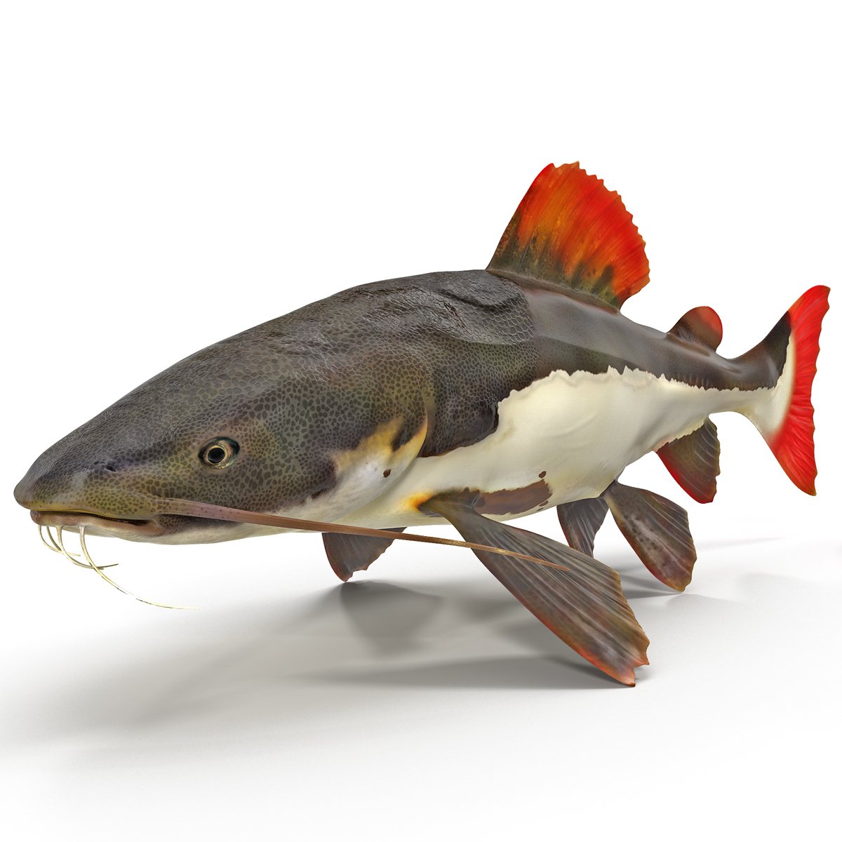 3d model redtail catfish
