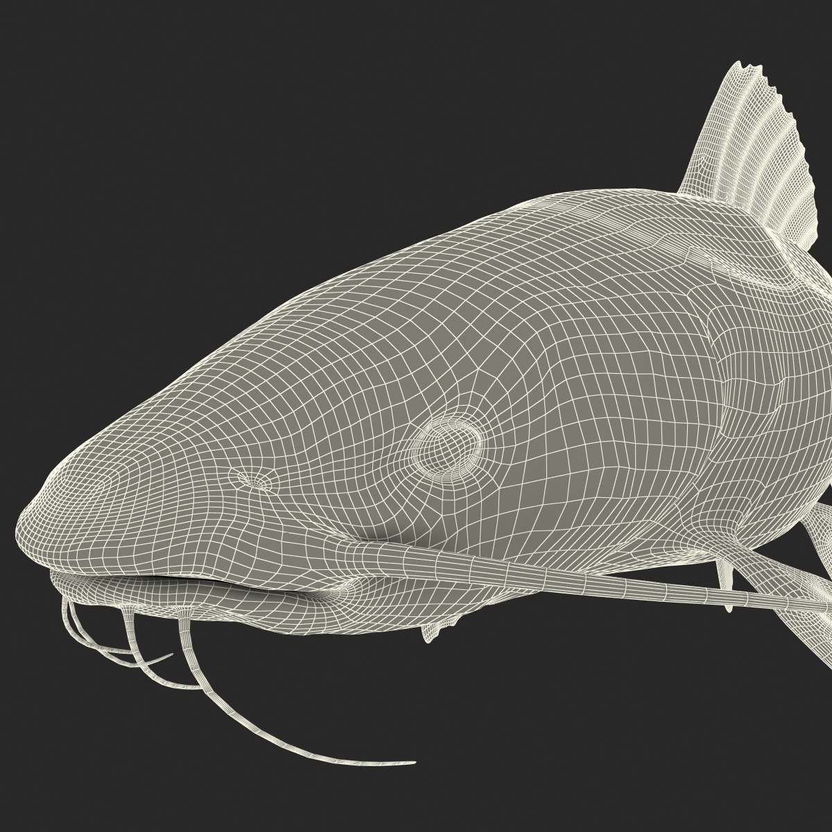 3d model redtail catfish