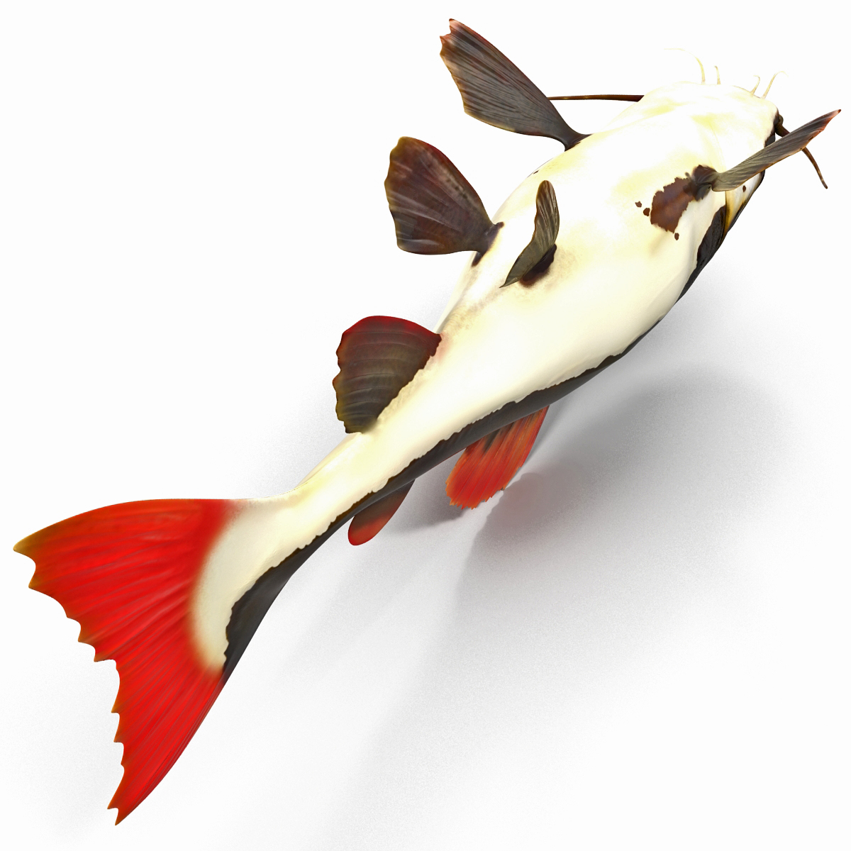 3d model redtail catfish