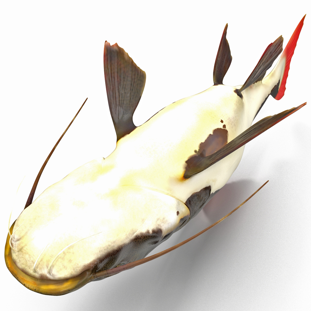 3d model redtail catfish