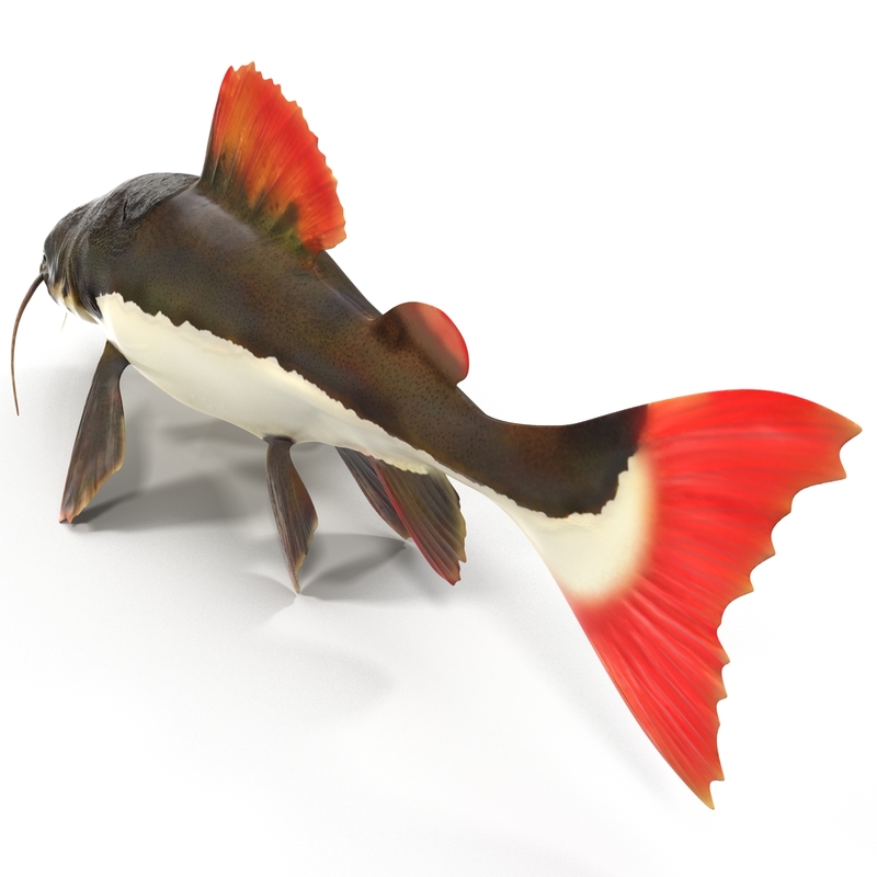 3d model redtail catfish