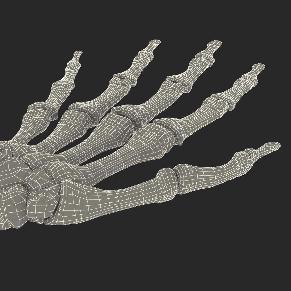 skeleton hand 3d 3ds