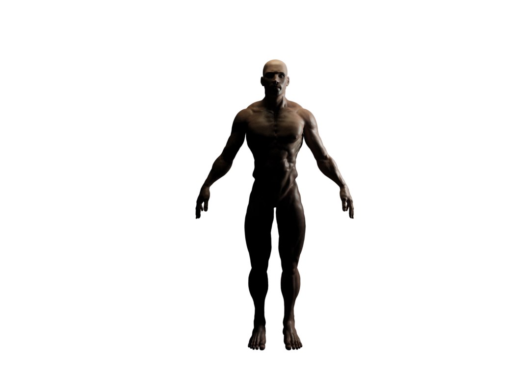 3d model of man muscular