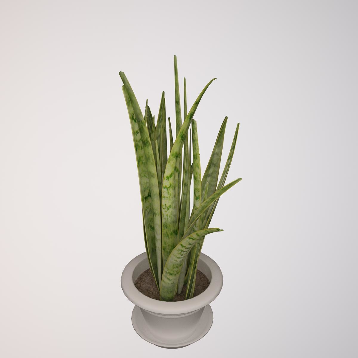plant sansevieria zeylanica 2 obj