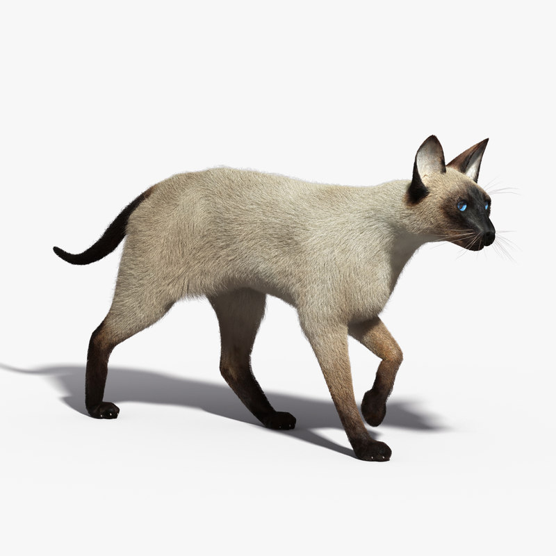3d siamese cat fur
