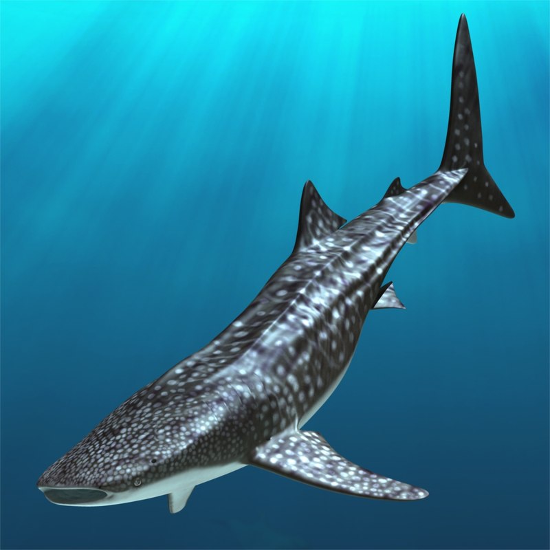 obj rhincodon typus whale shark