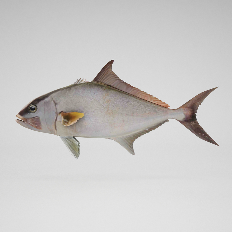 amberjack amber jack 3ds