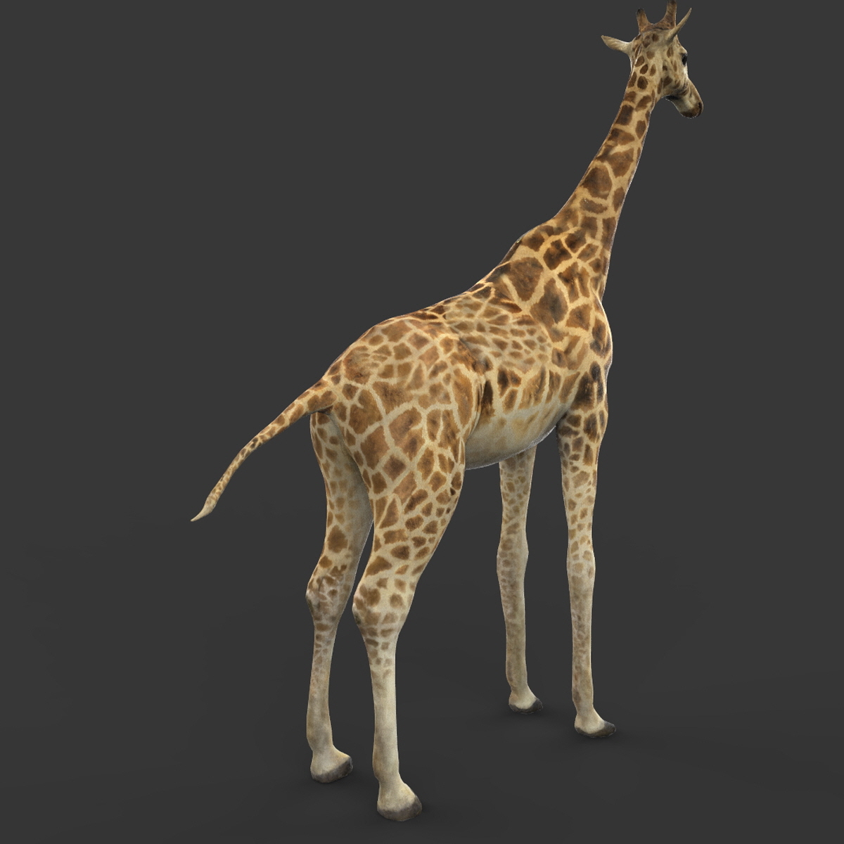 giraffe 3d model