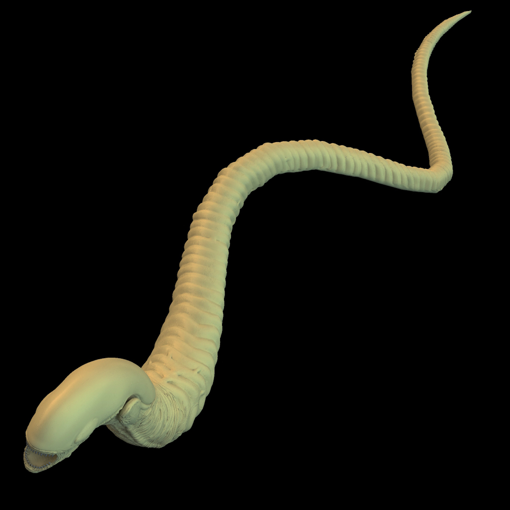 3d chestburster alien model