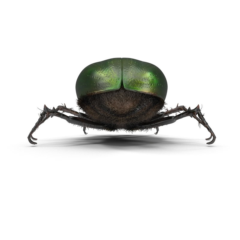 3ds max green scarab beetle