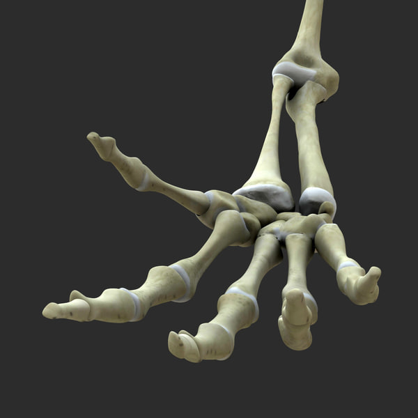 skeleton arms bones 3d model