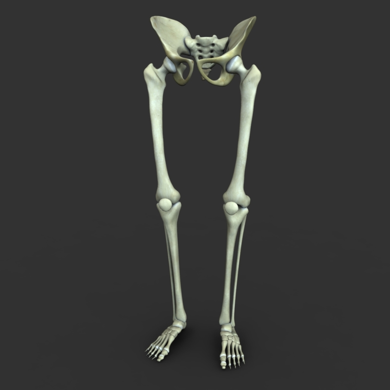 ma skeleton legs pelvis