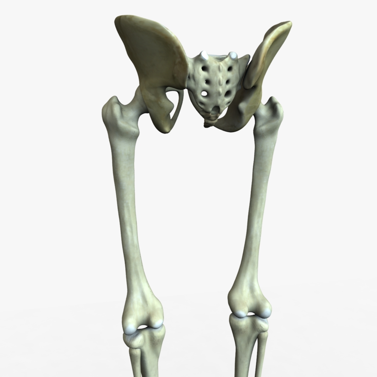 ma skeleton legs pelvis