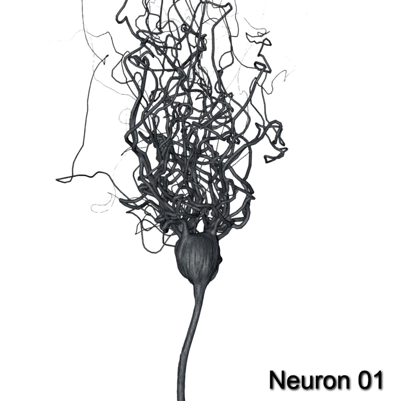 3d model of neuron anatomy