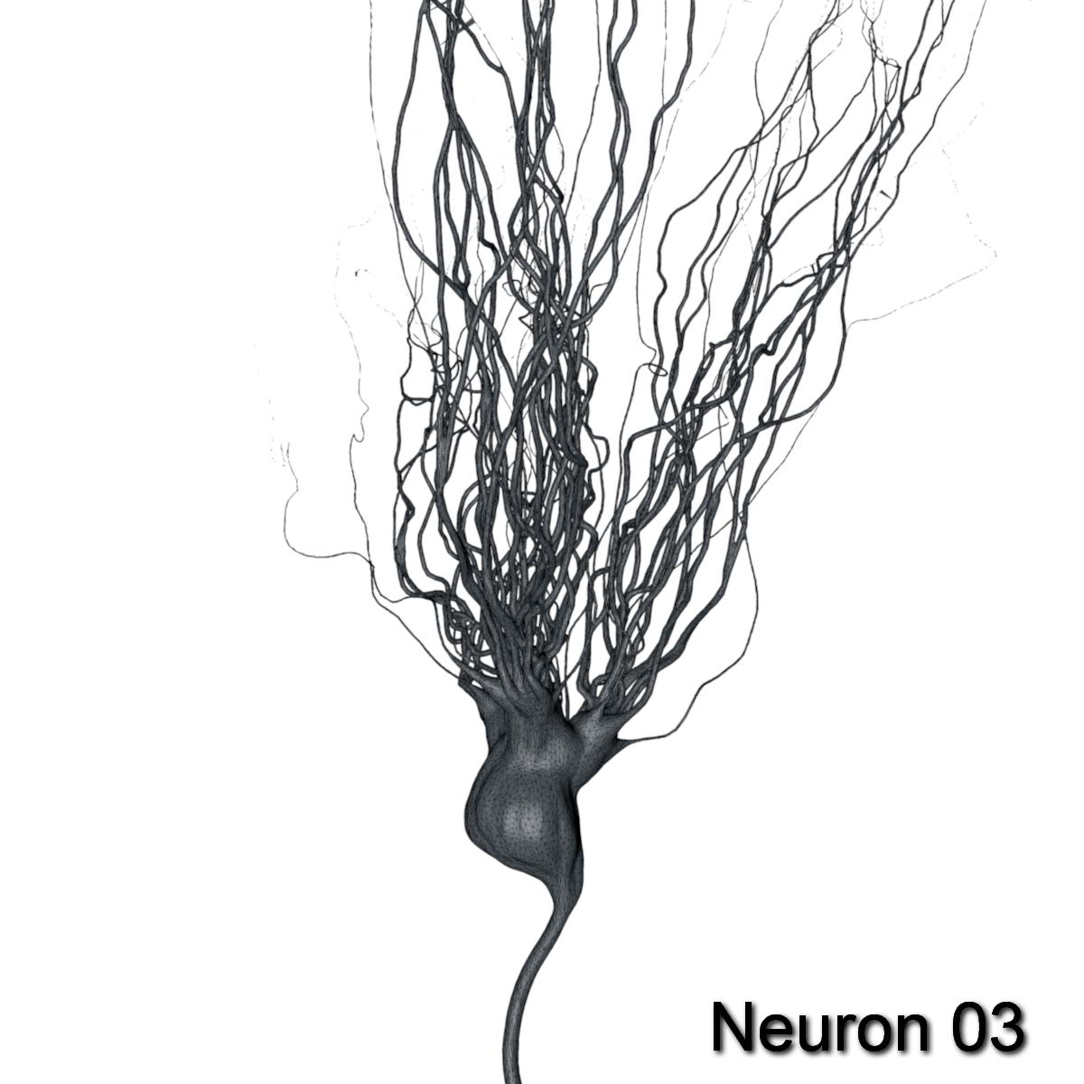 3d model of neuron anatomy
