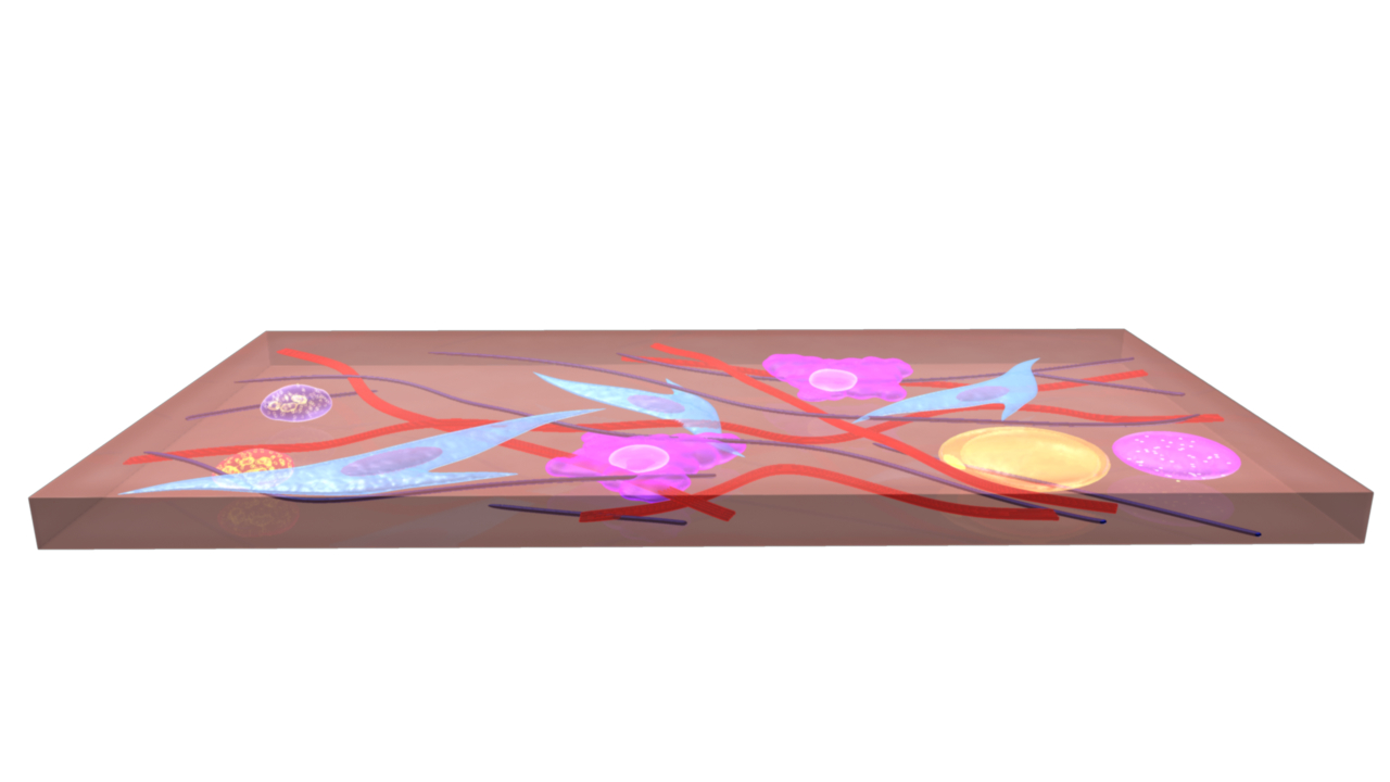 areolar connective tissue 3d obj