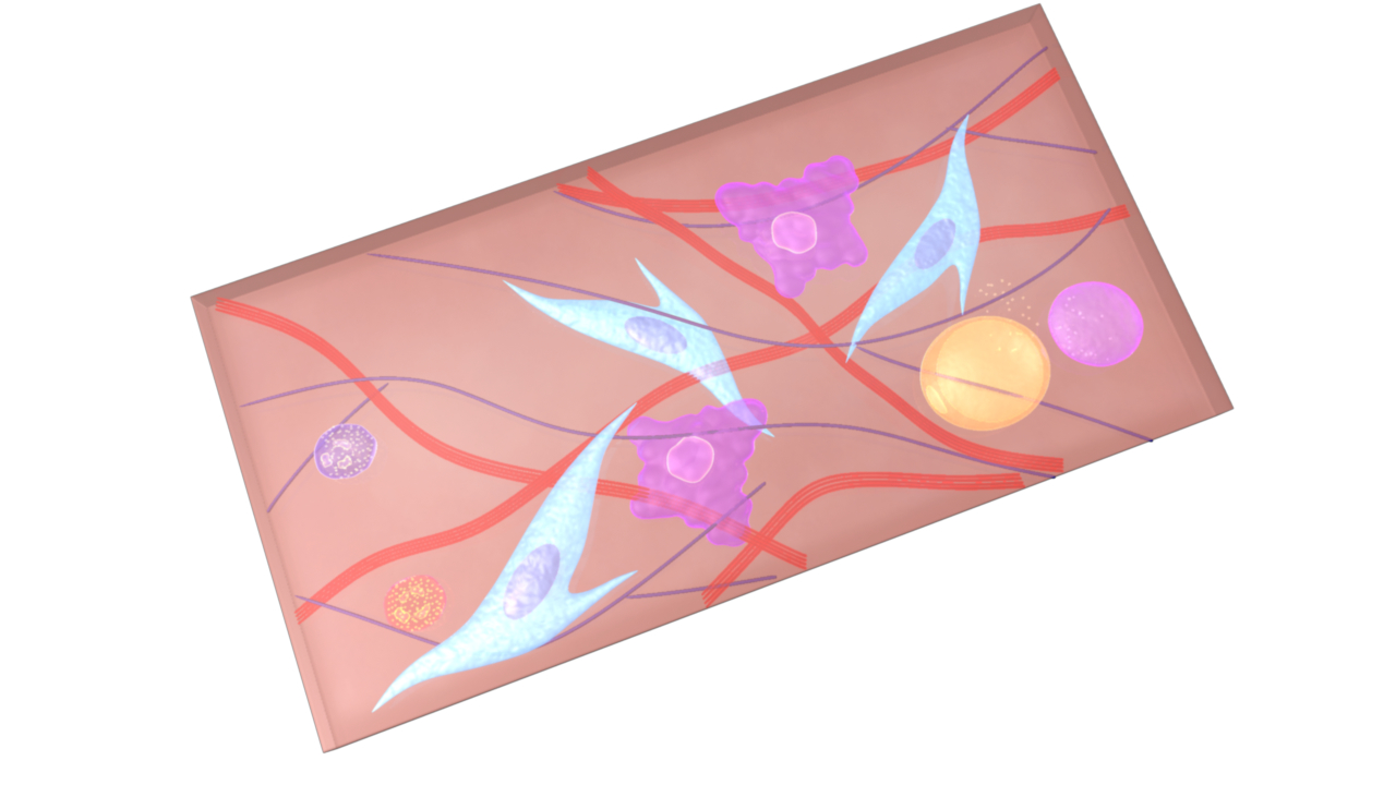 areolar connective tissue 3d obj