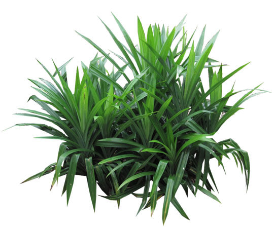 Texture PNG amarylifolius pandanus pandan