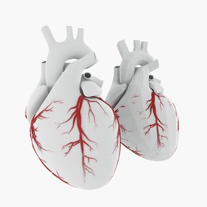 Free 3D Heart Models | TurboSquid