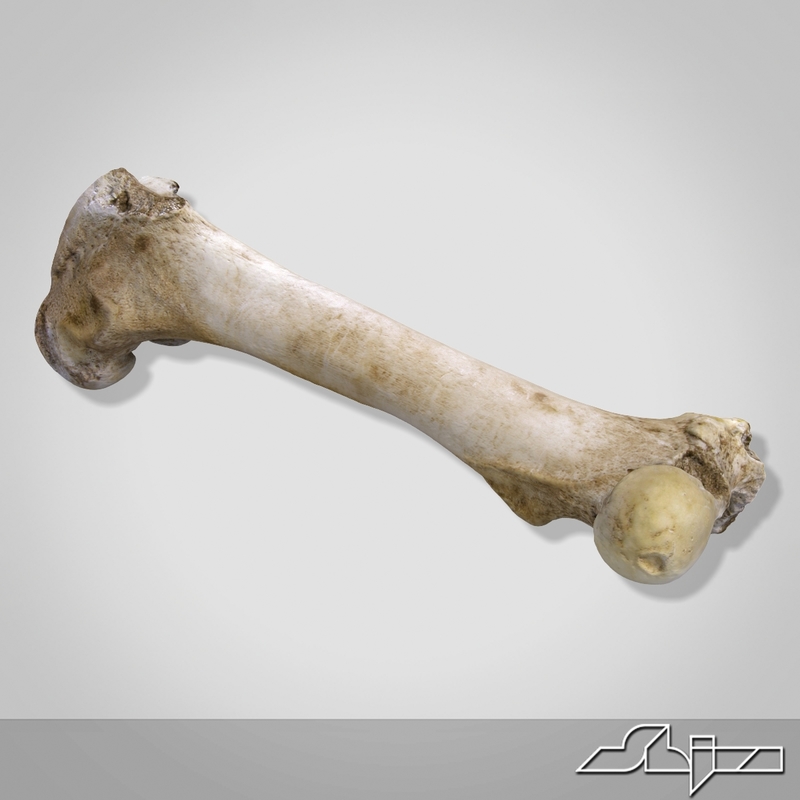 bull femur bone 3ds