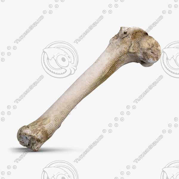 bull femur bone 3ds