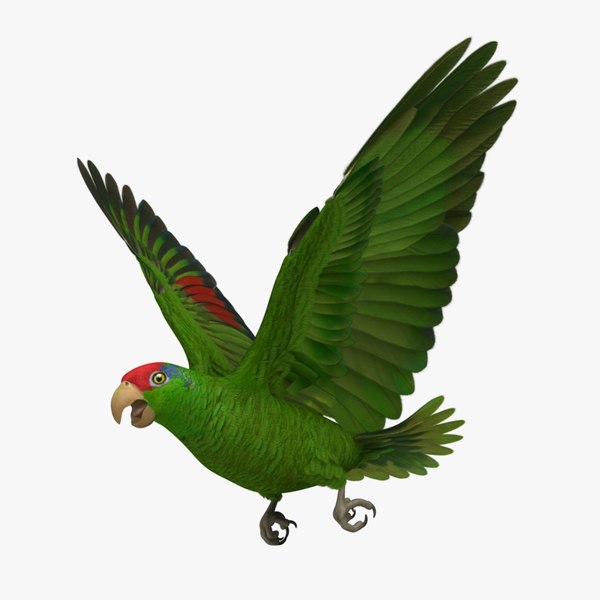 3D Parrot Models | TurboSquid