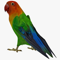 bird 3D Models | TurboSquid.com