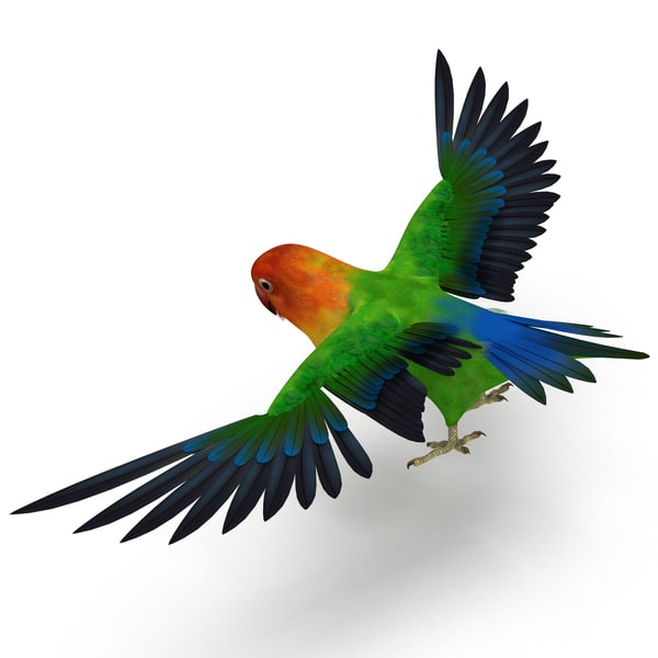 3d lovebird rigged model
