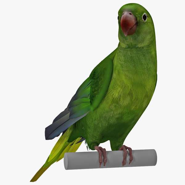 3D Parrot Models | TurboSquid
