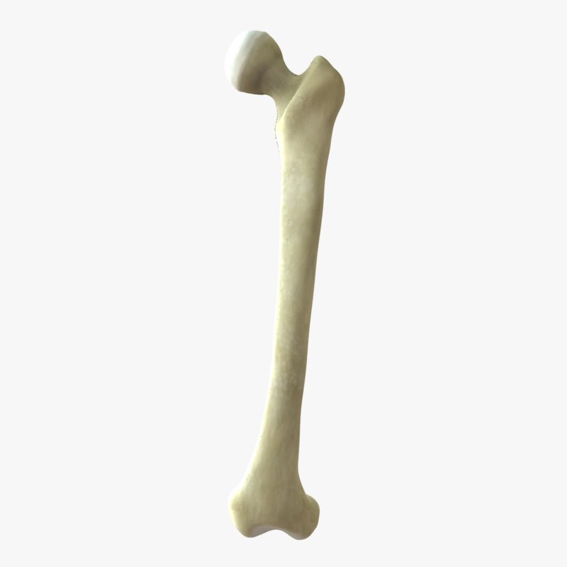 Skeleton Femur Leg Bones Fbx Skeleton Femur Leg Bones Fbx