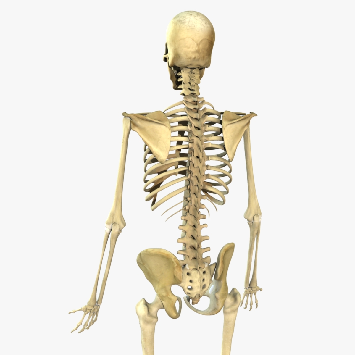 3ds Max Skeleton Body Bone Skull 3ds Max Skeleton Body Bone Skull