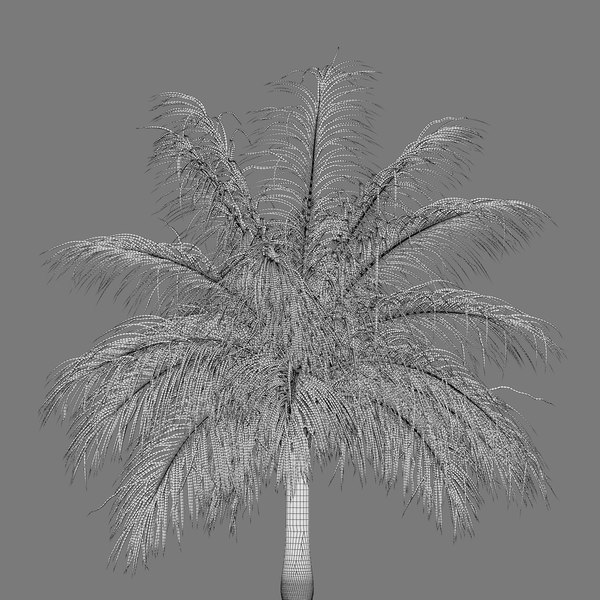 royal palm tree 3d model