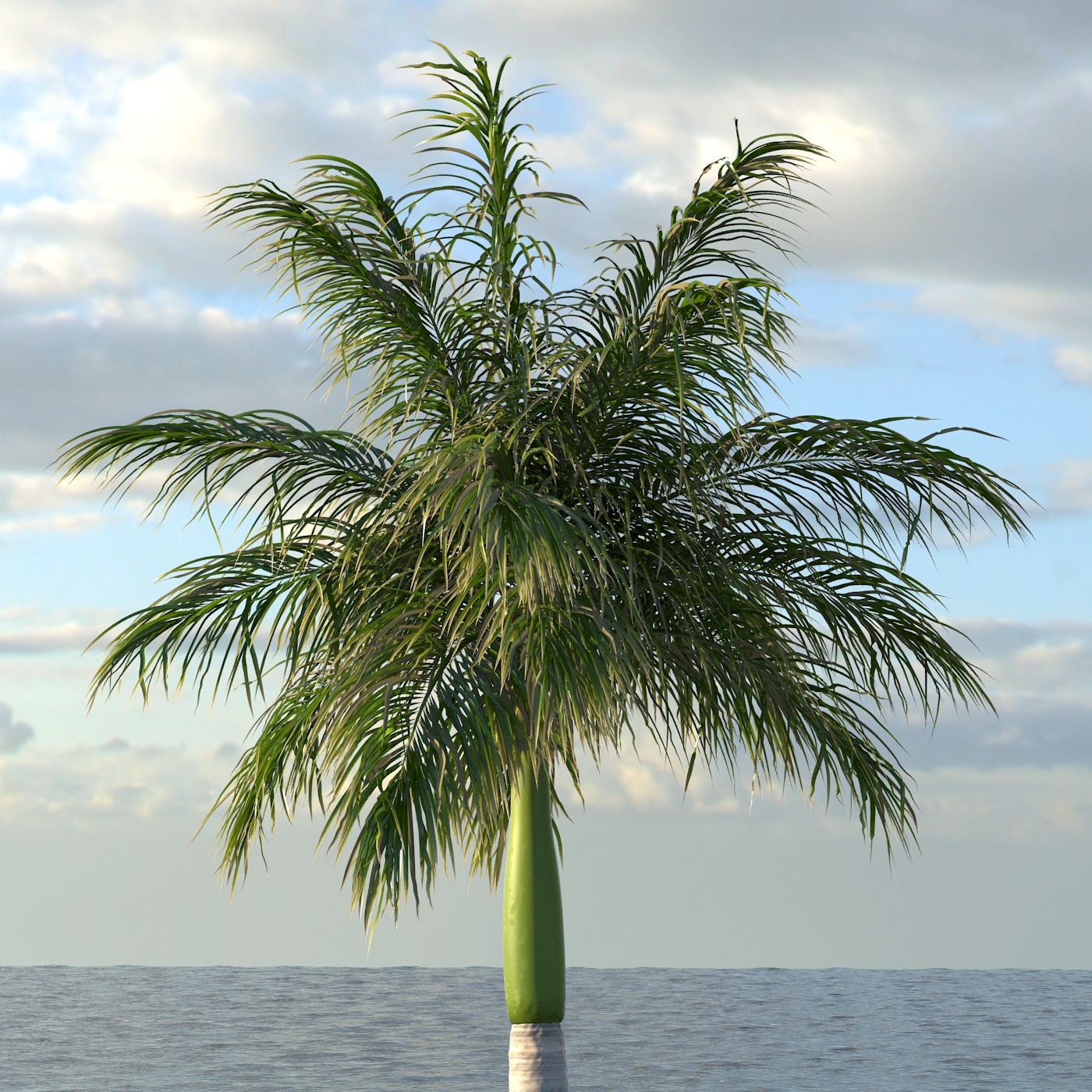 max royal palm tree