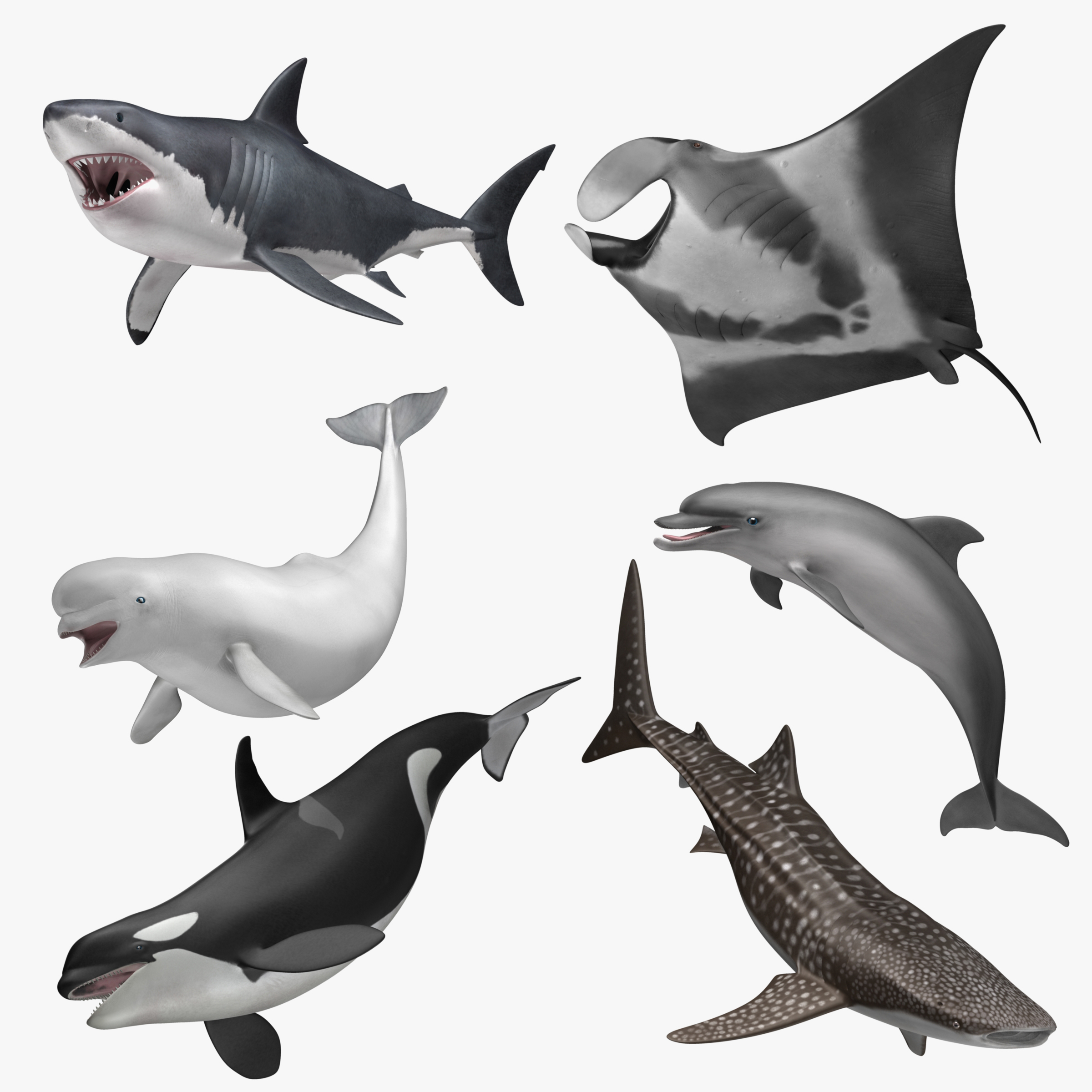 3d model aquatic animals