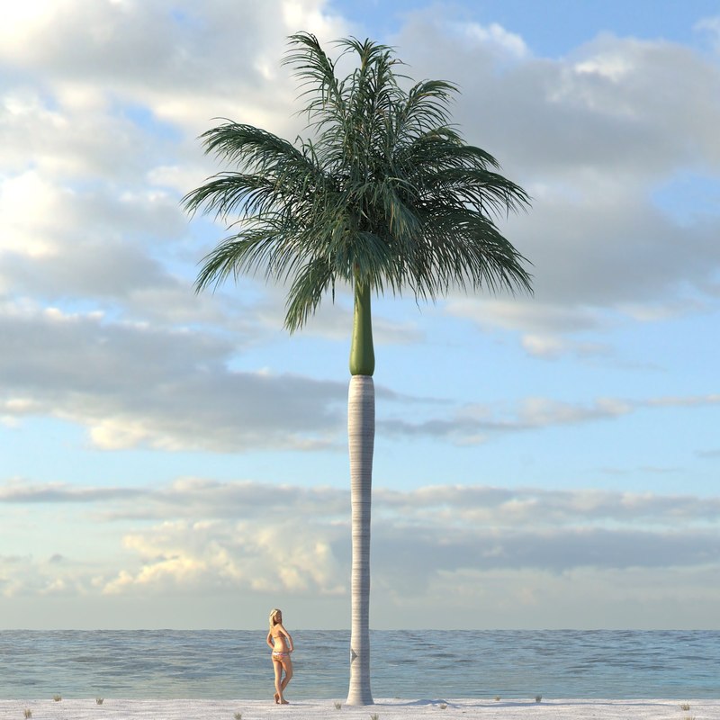 royal palm tree max