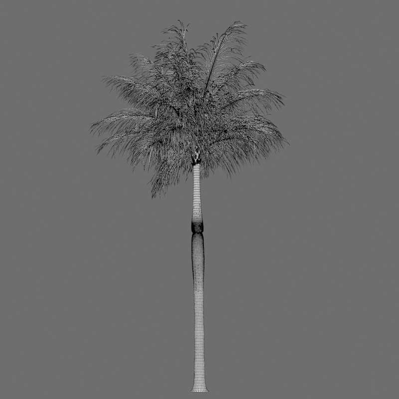 3ds max royal palm tree