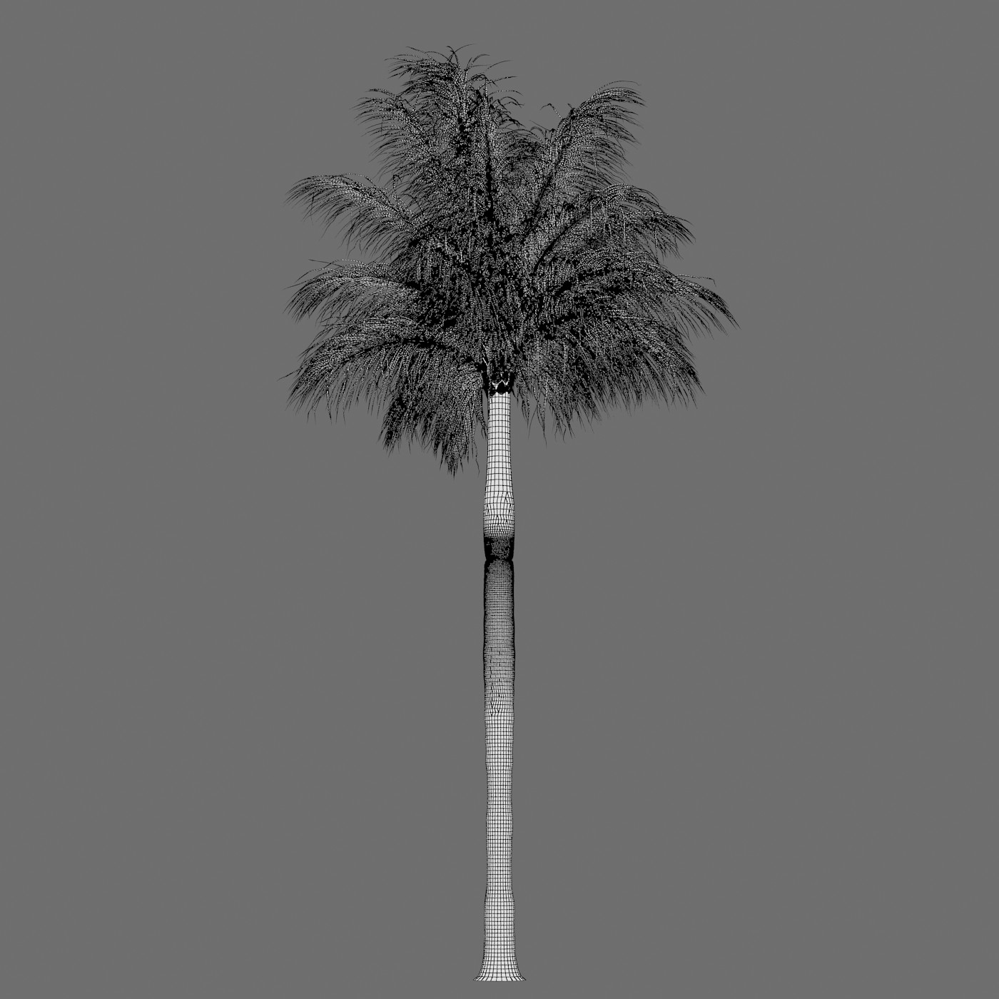 royal palm tree 3d max