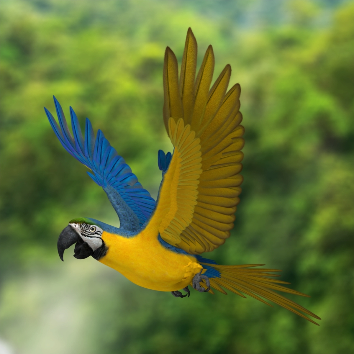 ara ararauna blue-and-yellow macaw obj