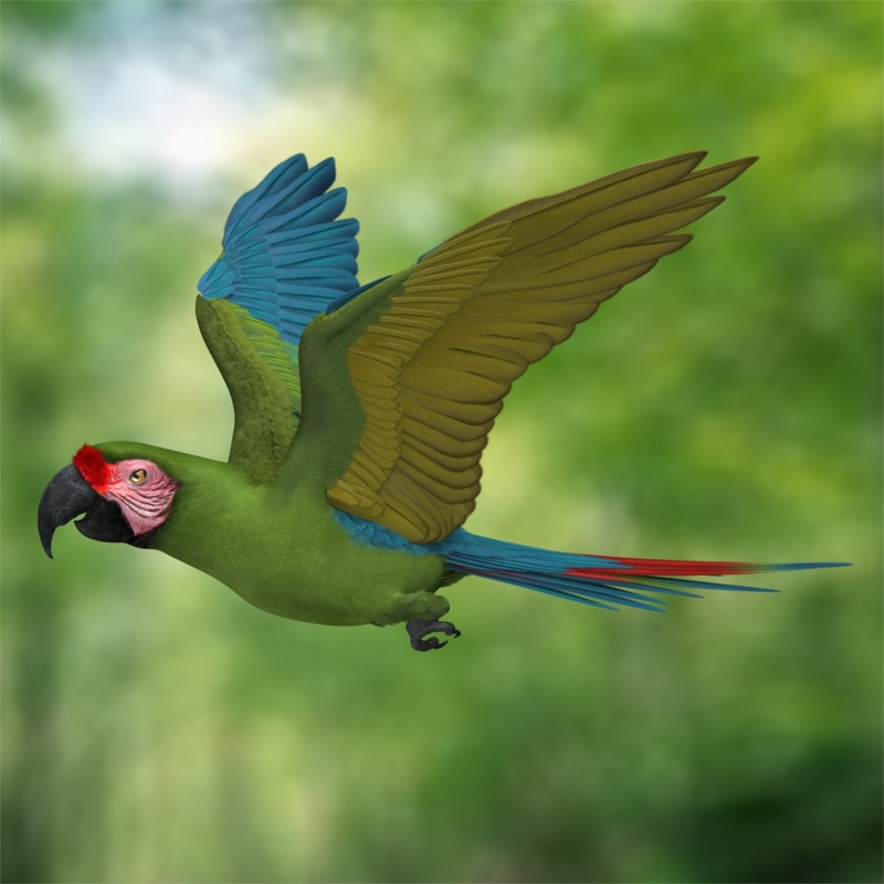 maya parrots animation ara