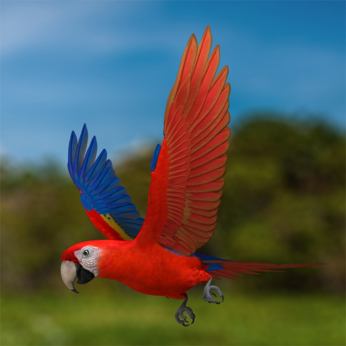 maya parrots animation ara