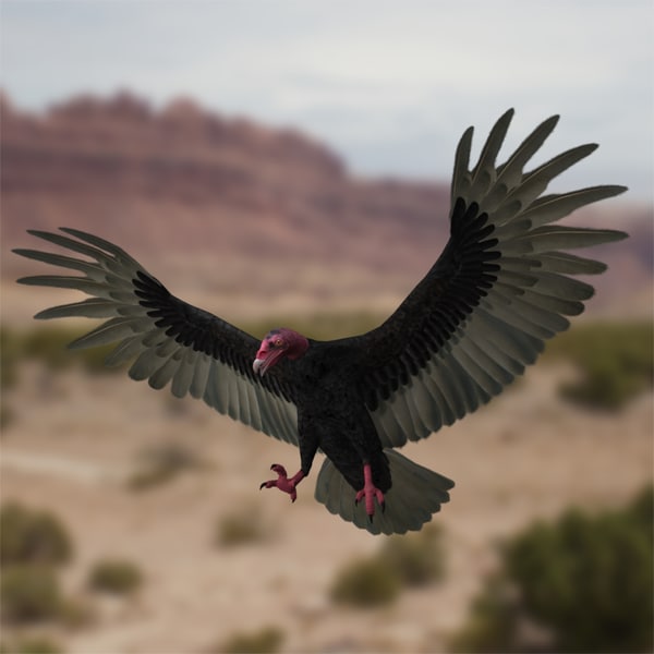 3d model birds prey