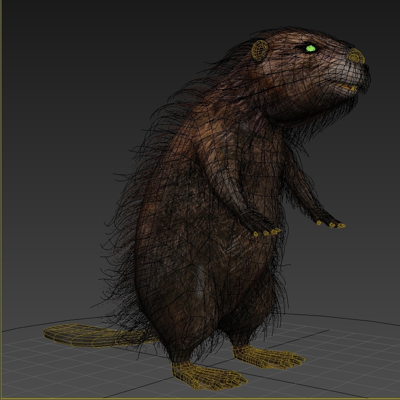 3d model beaver