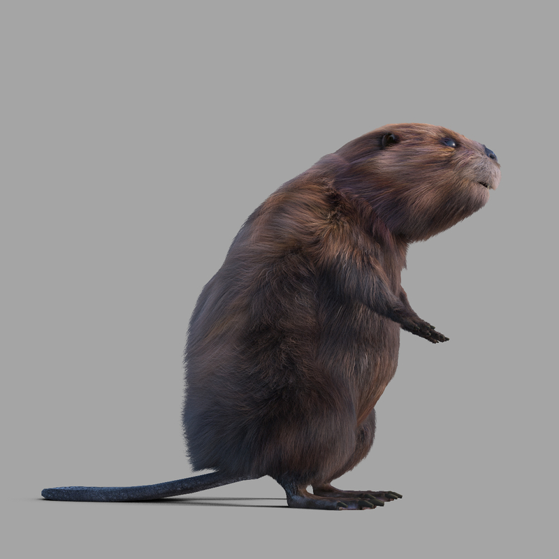 3d model beaver